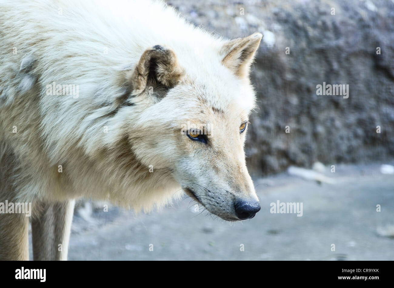 White wolf portrait Stock Photo - Alamy