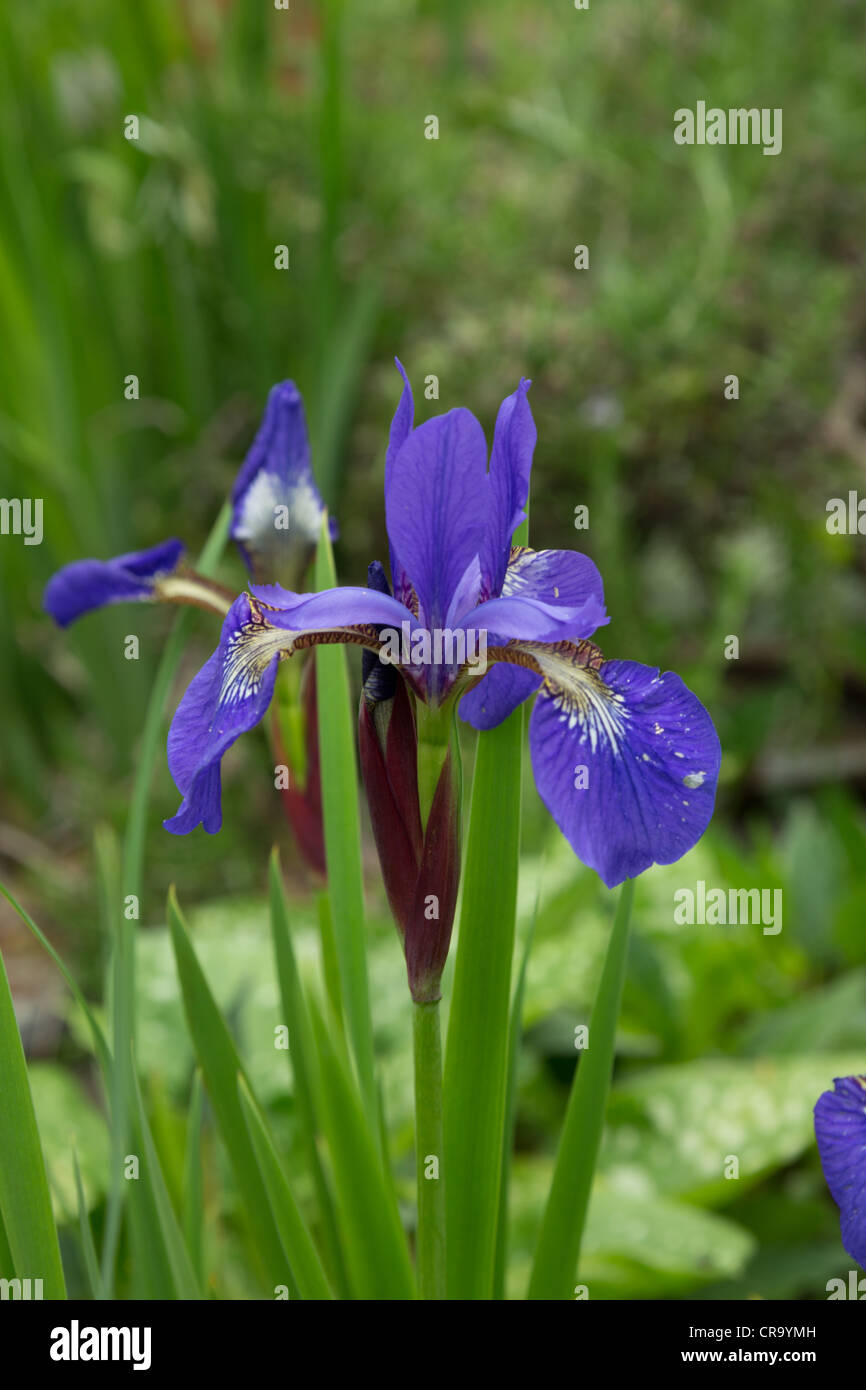 Siberian iris flower hi-res stock photography and images - Alamy