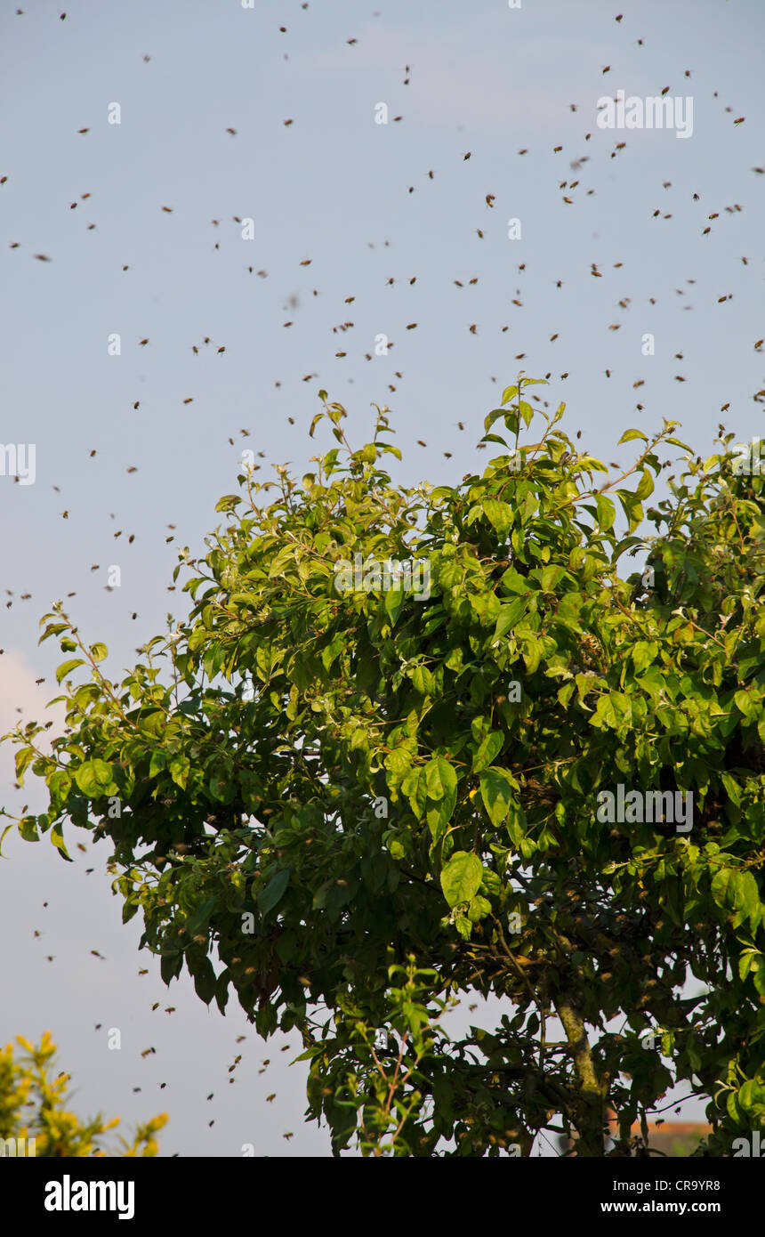 Swarm of bees hi-res stock photography and images - Alamy