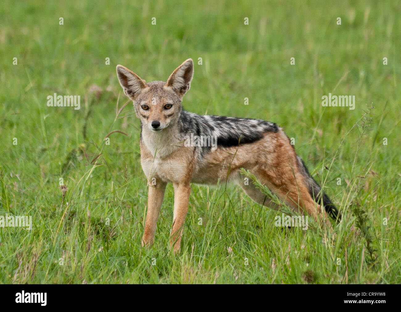 Black backed silver backed jackal masai mara hi-res stock photography ...