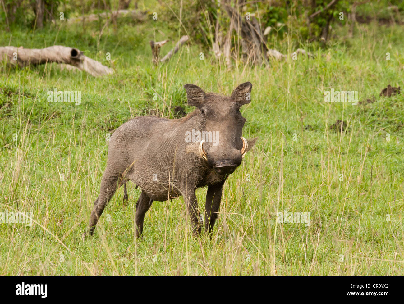 Warthog tusks hi-res stock photography and images - Alamy