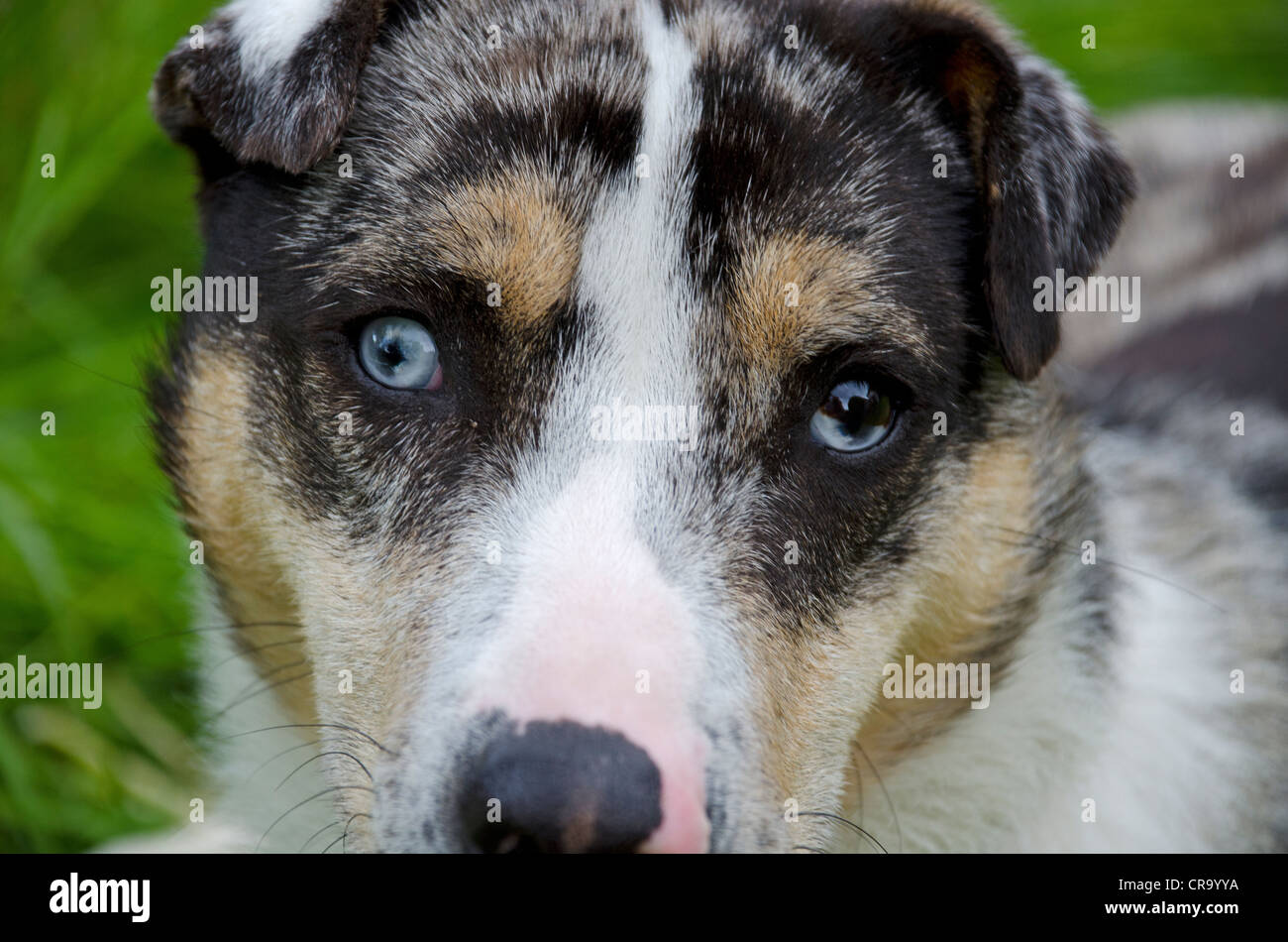 Blue merle dog hi-res stock photography and images - Alamy