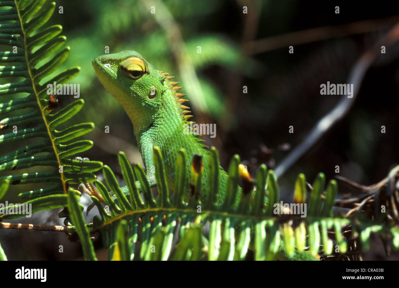 Common Green Forest Lizard, Calotes calotes, Sri Lanka Stock Photo - Alamy