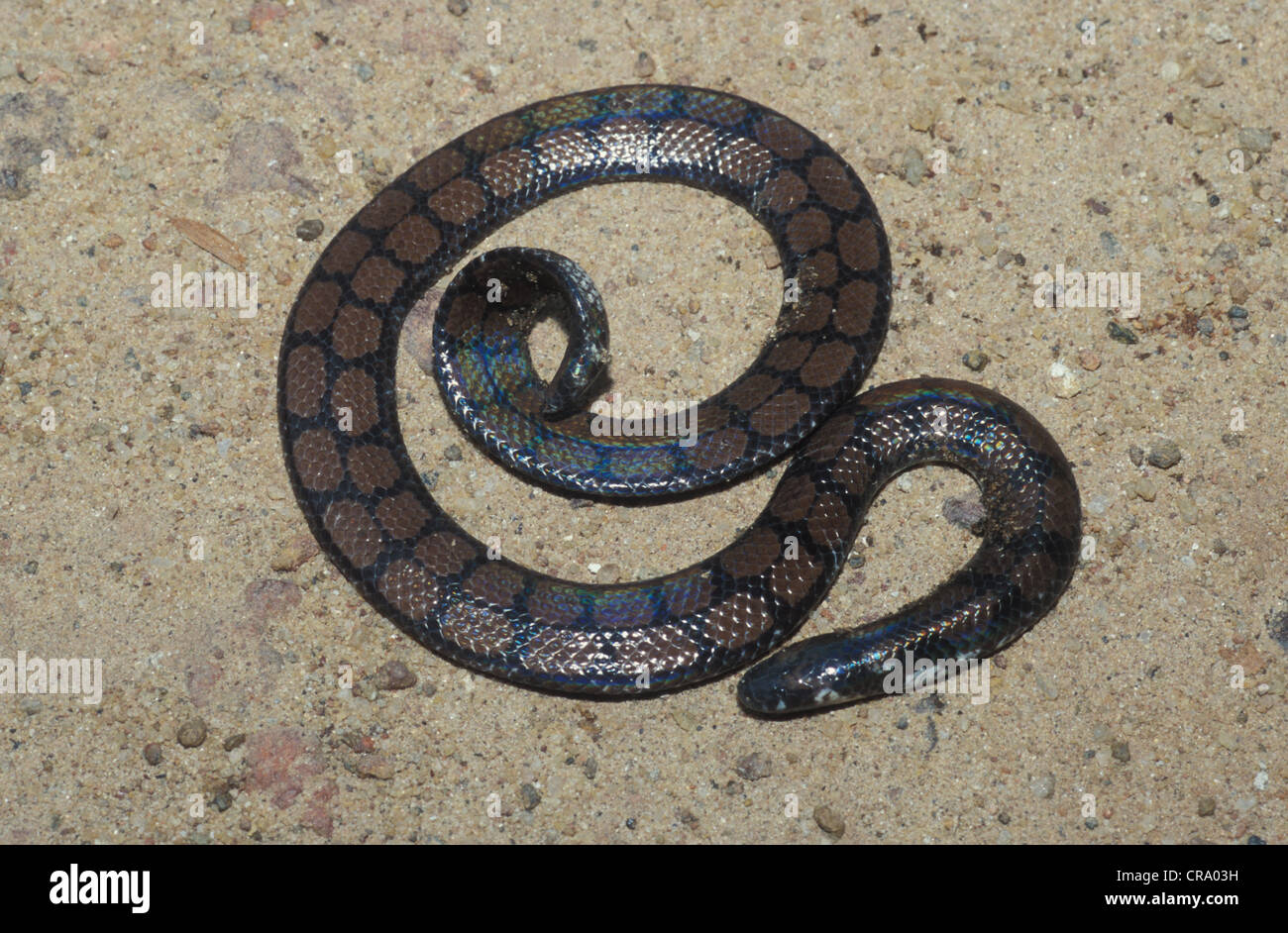 Cylindrophis maculatus, Sri Lankan Pipesnake, Sri Lanka Stock Photo - Alamy