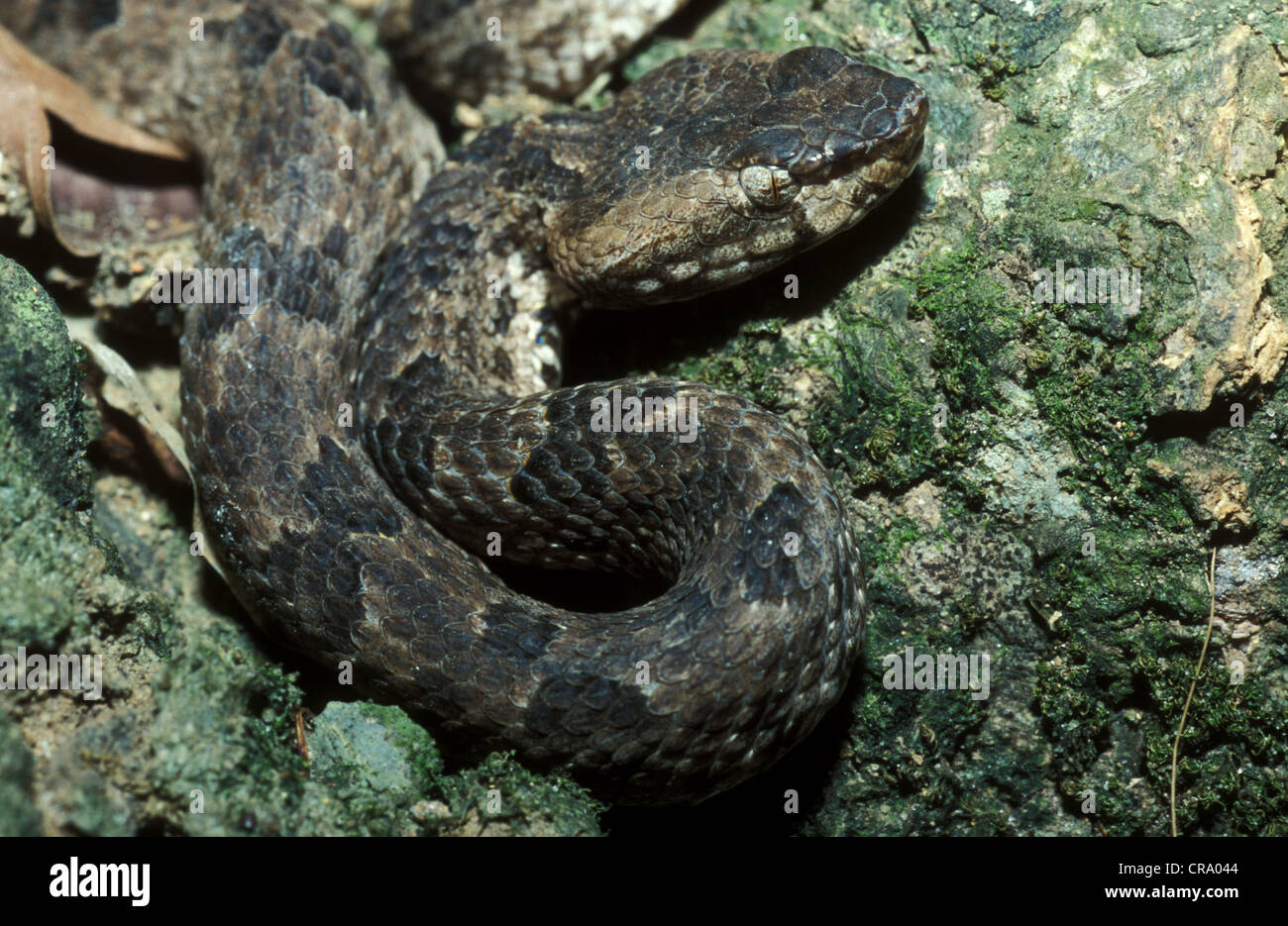 Hypnale nepa, Sri Lankan hump-nosed viper, Sri Lanka Stock Photo - Alamy