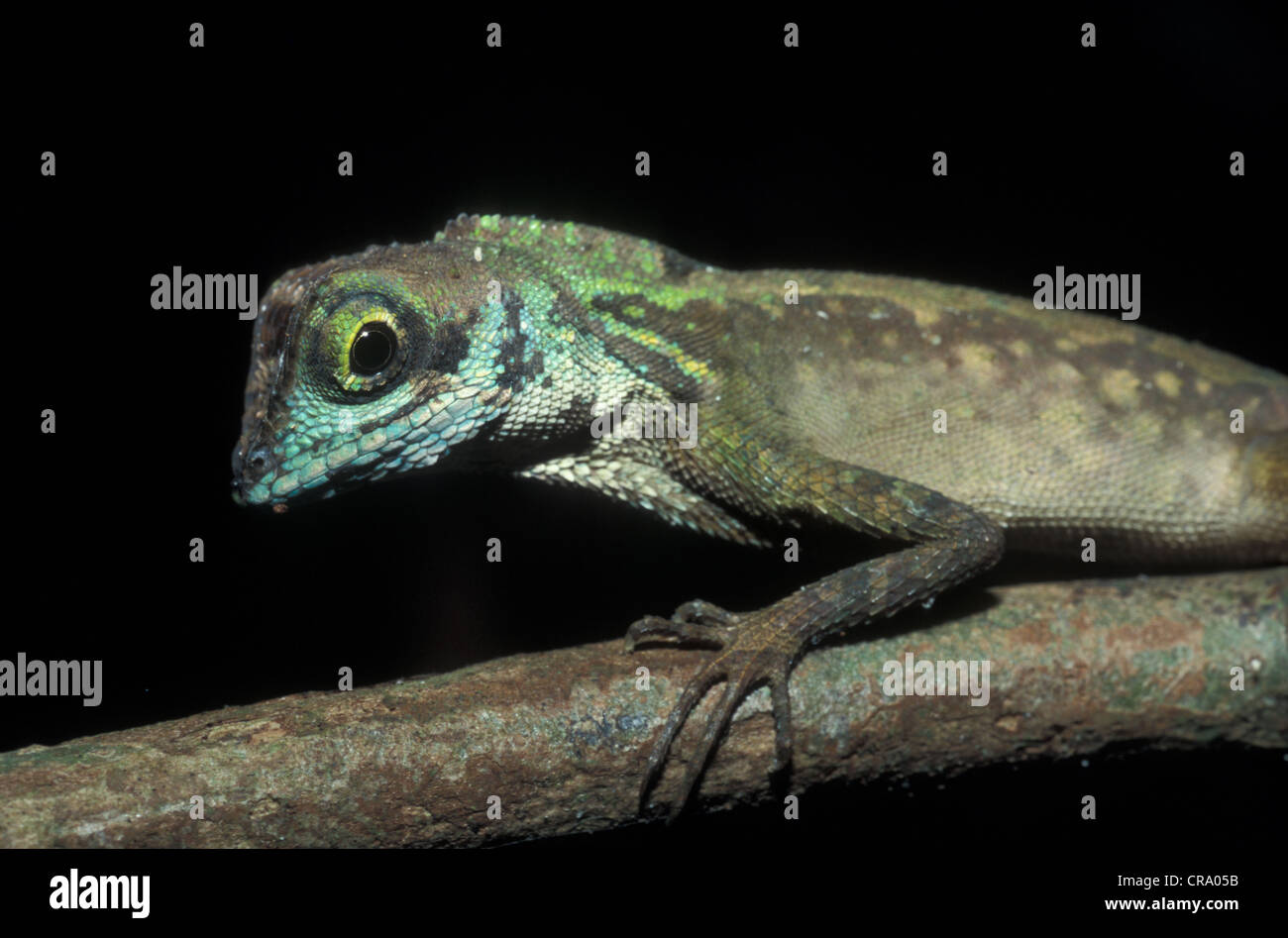 Kangaroo lizard, Otocryptis wiegmanni, Sri Lanka, Sinharaja reserve ...