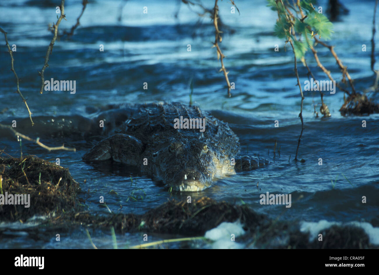 Marsh Crocodile, Crocodylus palustris, Sri Lanka, Bundala National Park ...
