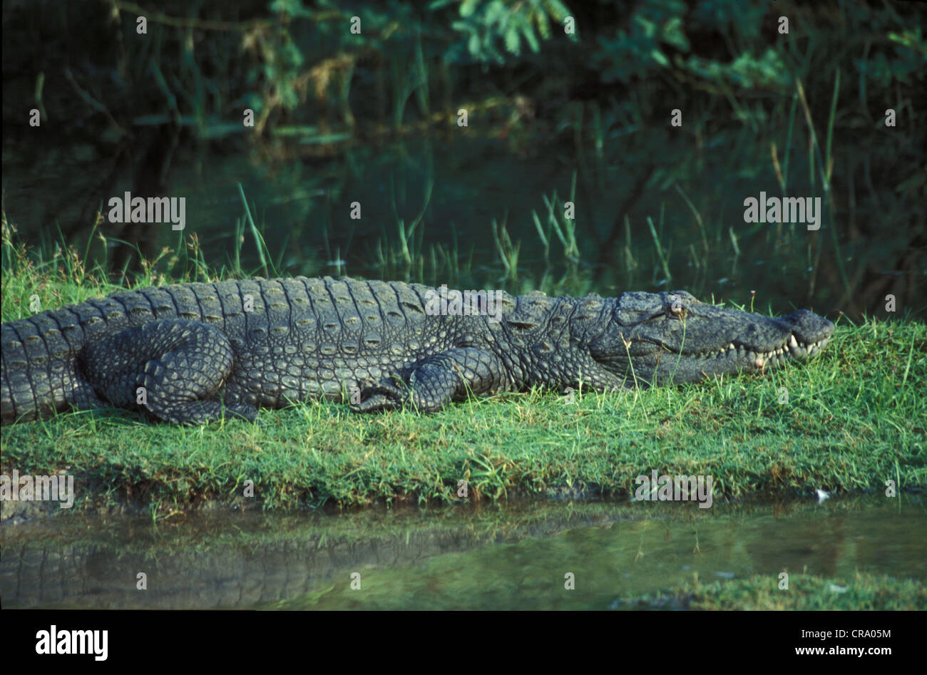 Marsh Crocodile, Crocodylus palustris, Sri Lanka, Bundala National Park ...