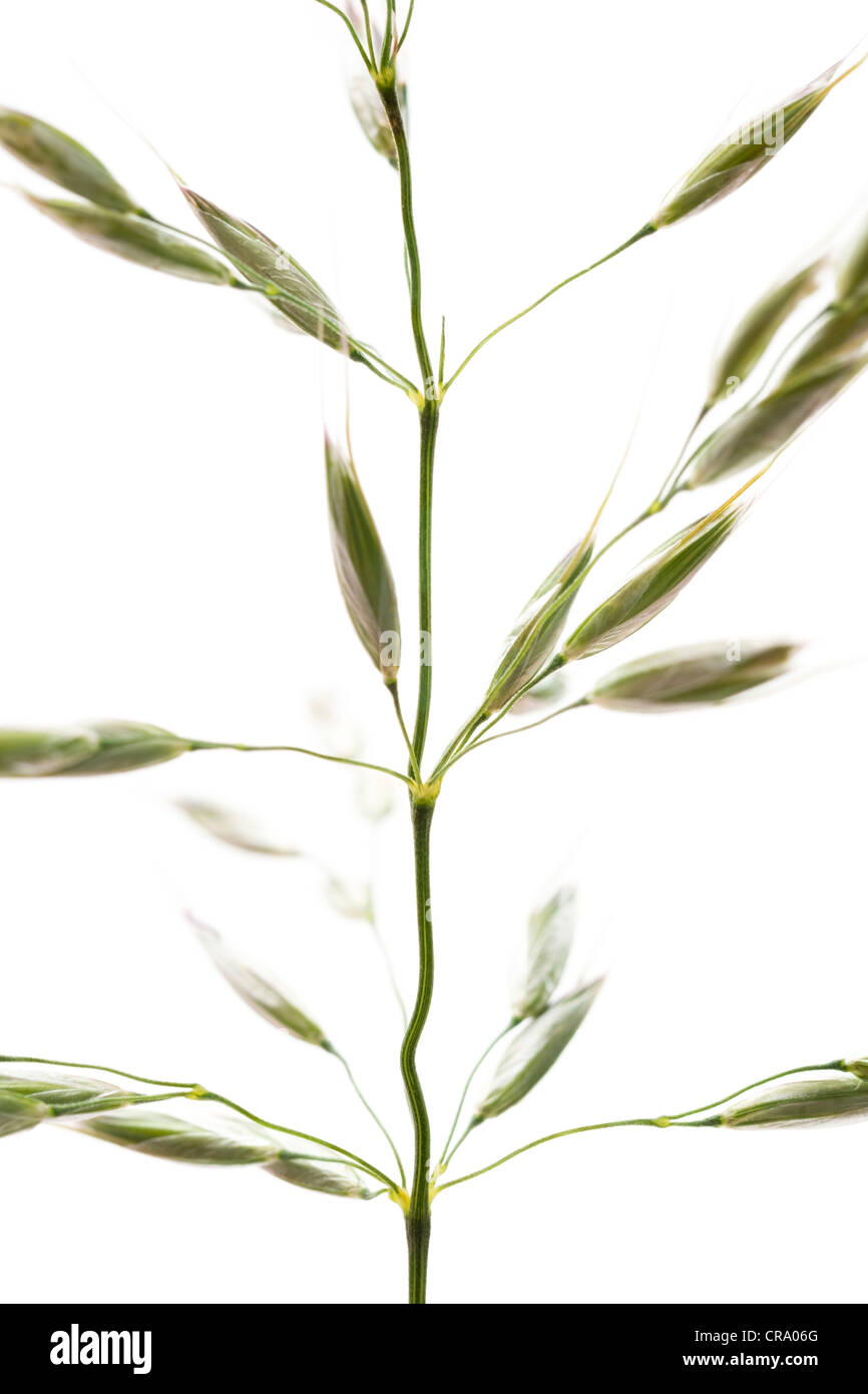 Seed stem on hi-res stock photography and images - Alamy