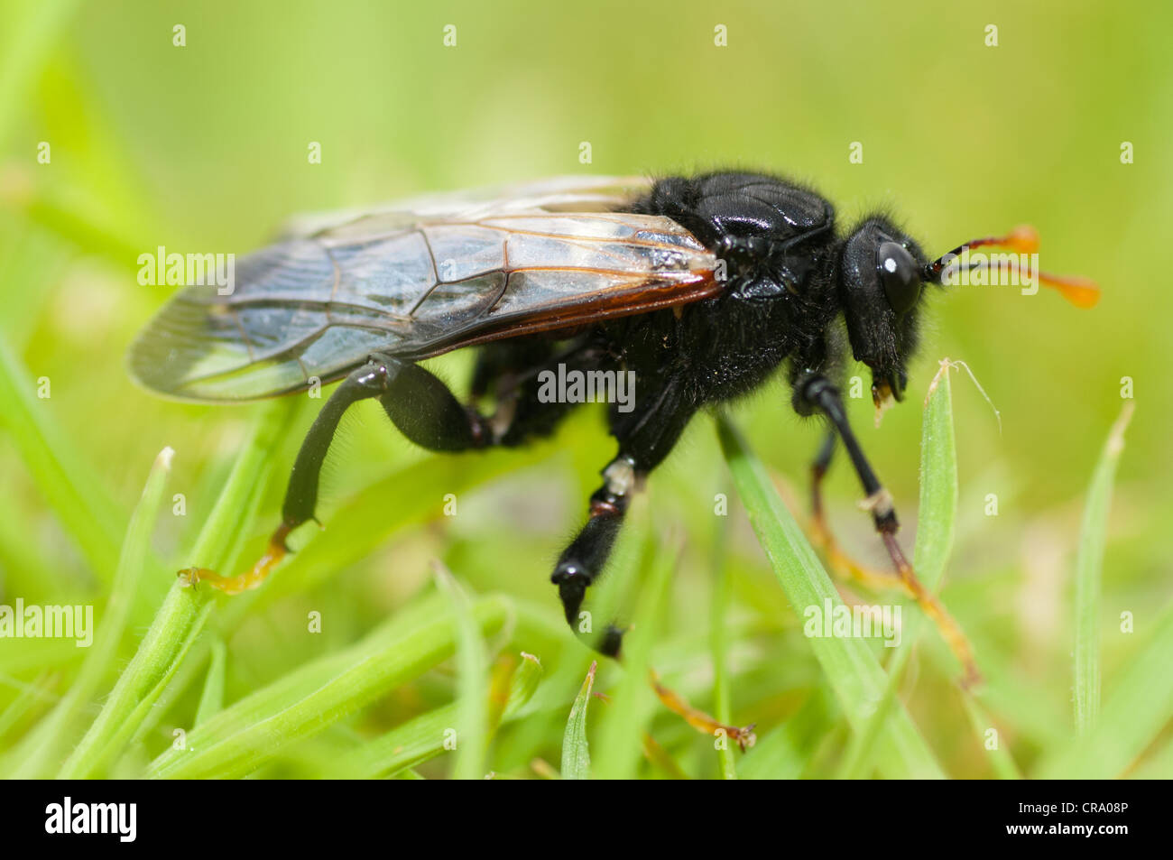 Birch sawfly hi-res stock photography and images - Alamy