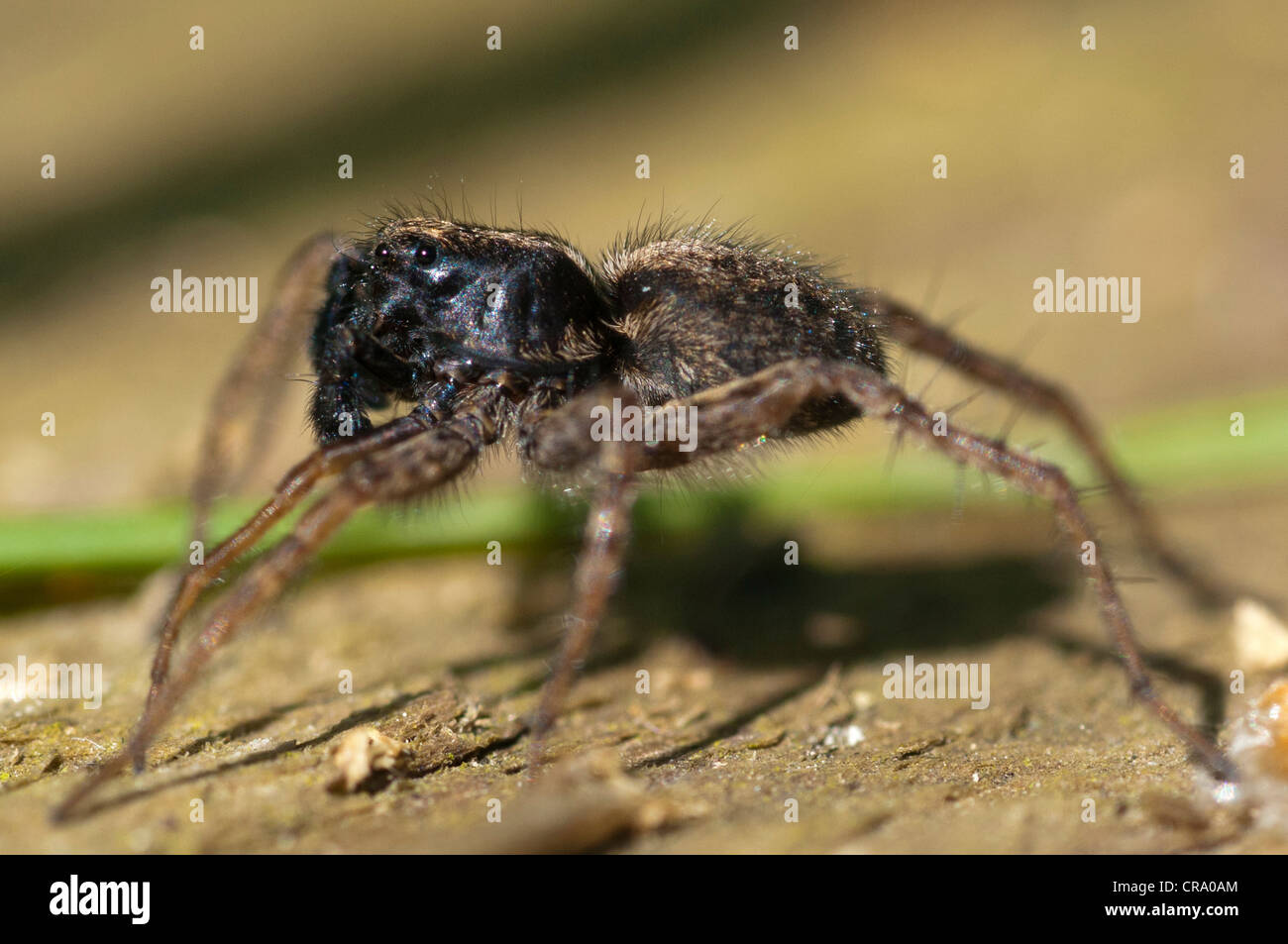 Pardosa courtship hi-res stock photography and images - Alamy