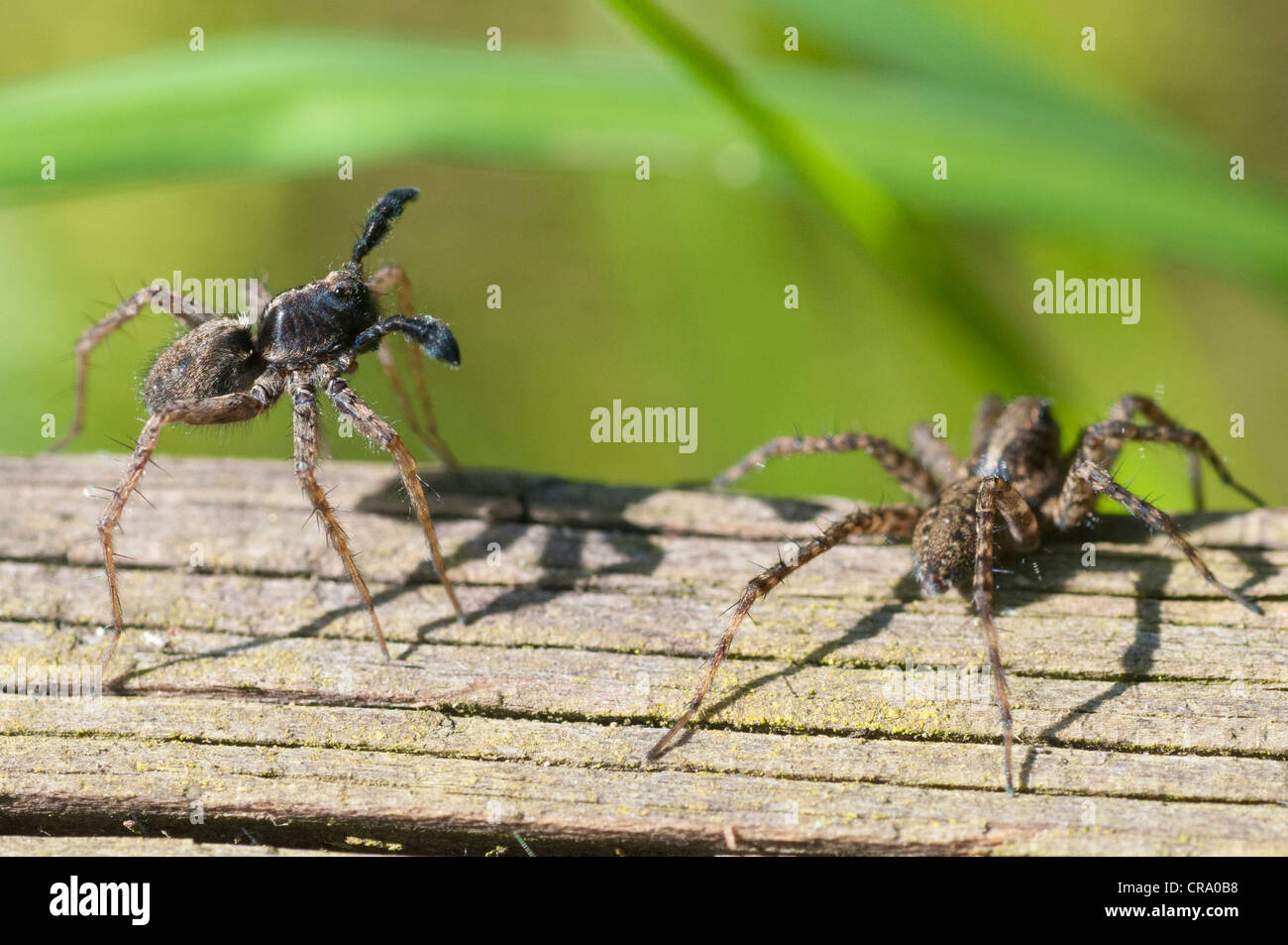 Wolf Spider (Pardosa lugubris) performing courtship ritual dance Stock ...