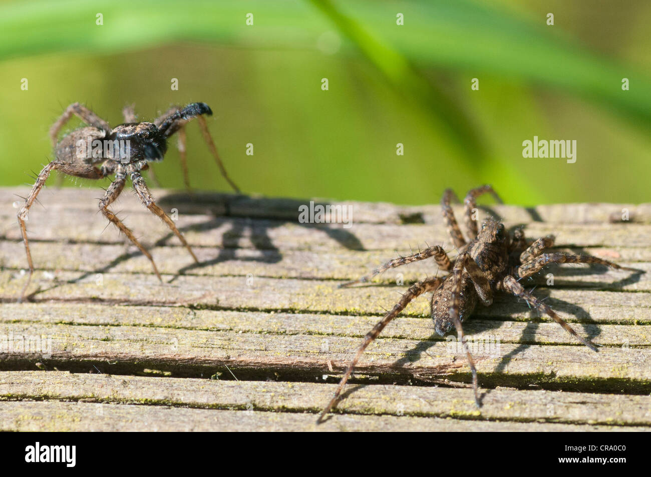 Spider dance hi-res stock photography and images - Alamy