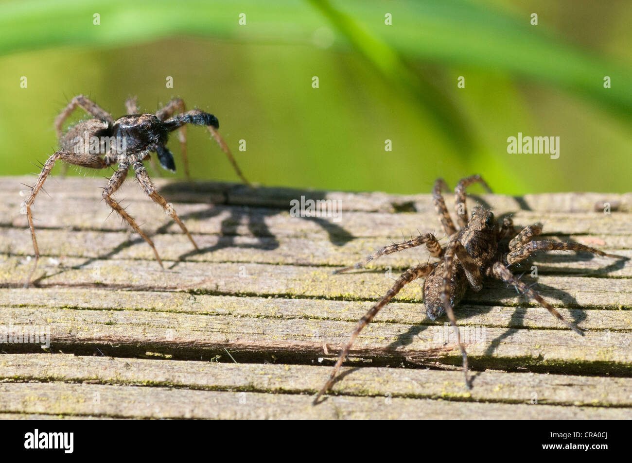 Wolf Spider (Pardosa lugubris) performing courtship ritual dance Stock ...