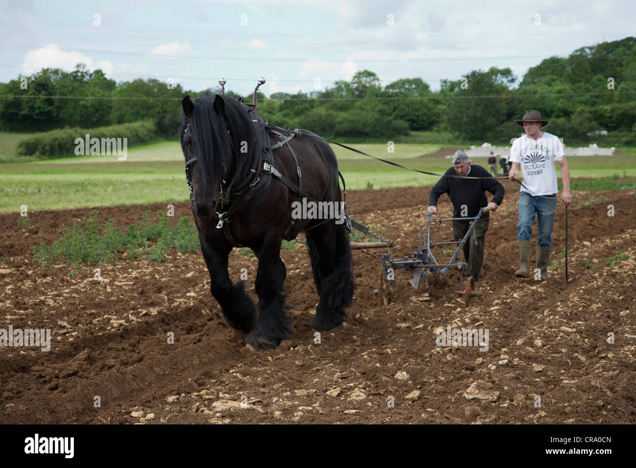 Horse ploughing a field at Abbey Farm Cirencester Stock Photo - Alamy