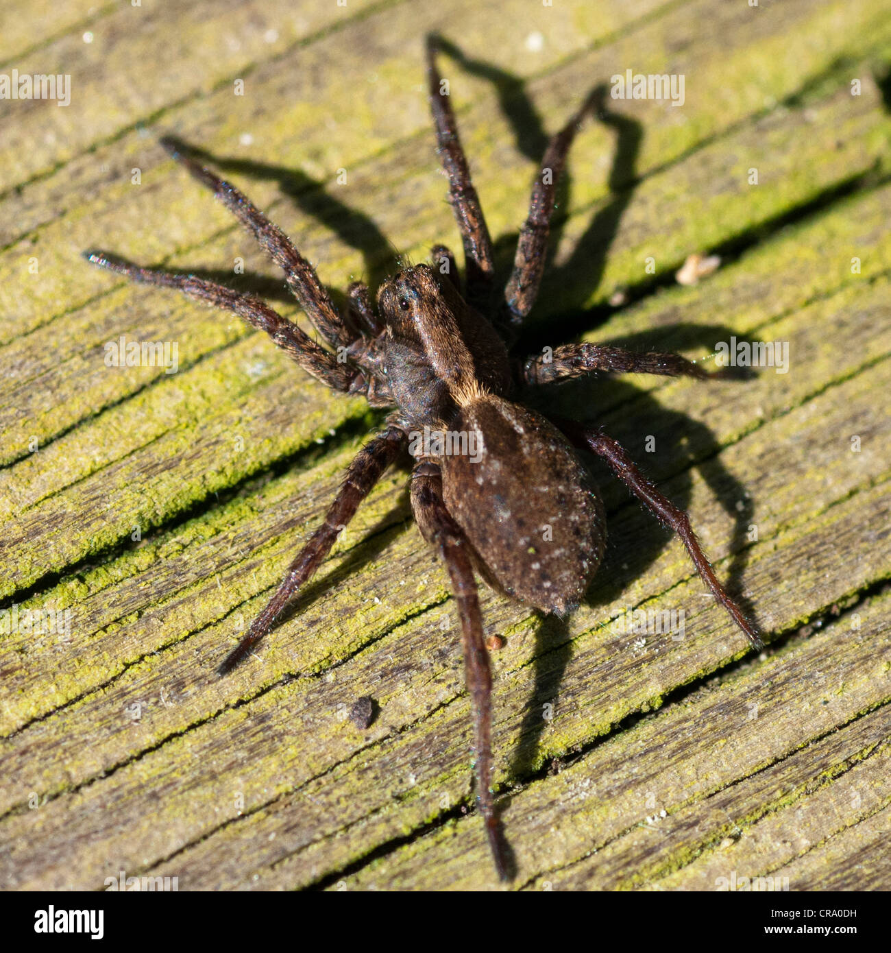 Female Wolf Spider (Pardosa lugubris Stock Photo - Alamy