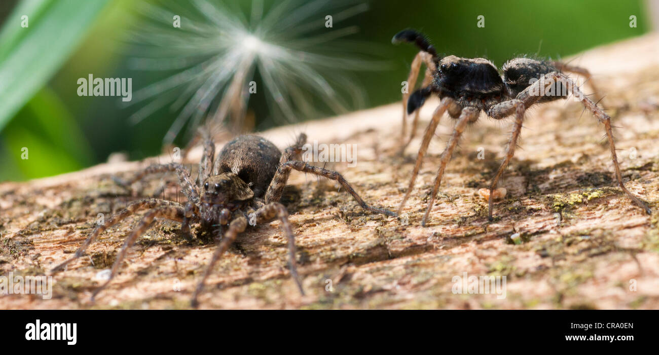 Wolf Spider (Pardosa lugubris) performing courtship ritual dance Stock ...