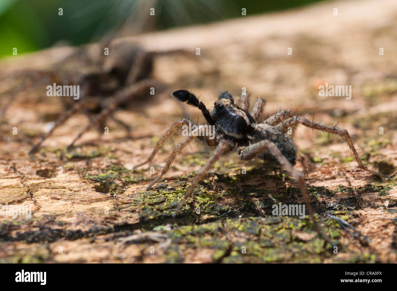 Wolf spider wolf spiders male hi-res stock photography and images - Alamy