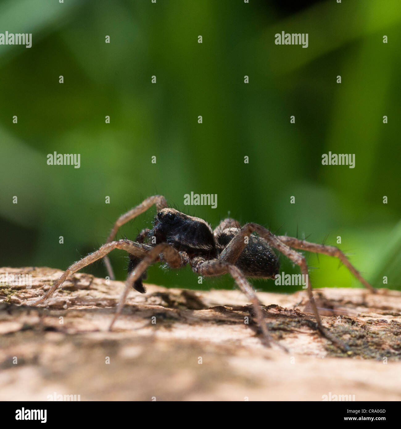 Wolf Spider (Pardosa lugubris) performing courtship ritual dance Stock ...