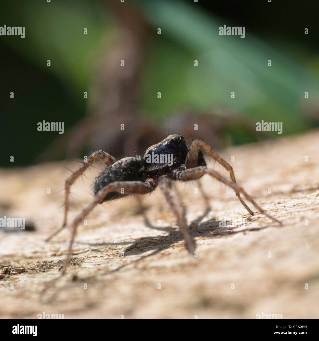 Spider dance hi-res stock photography and images - Alamy