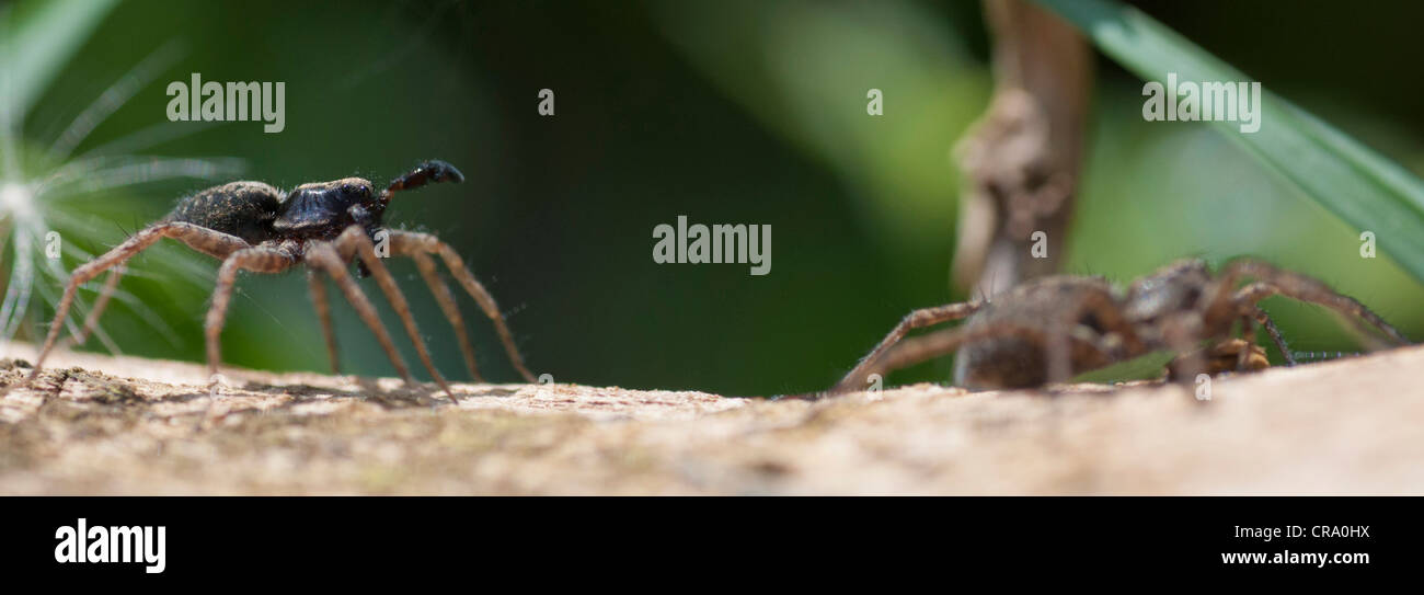 Wolf Spider (Pardosa lugubris) performing courtship ritual dance Stock ...