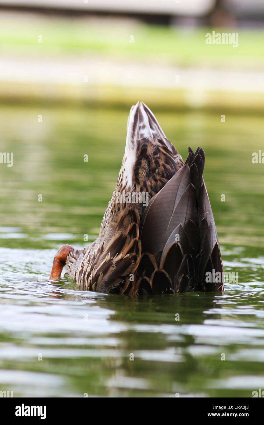 Duck tail hi-res stock photography and images - Alamy