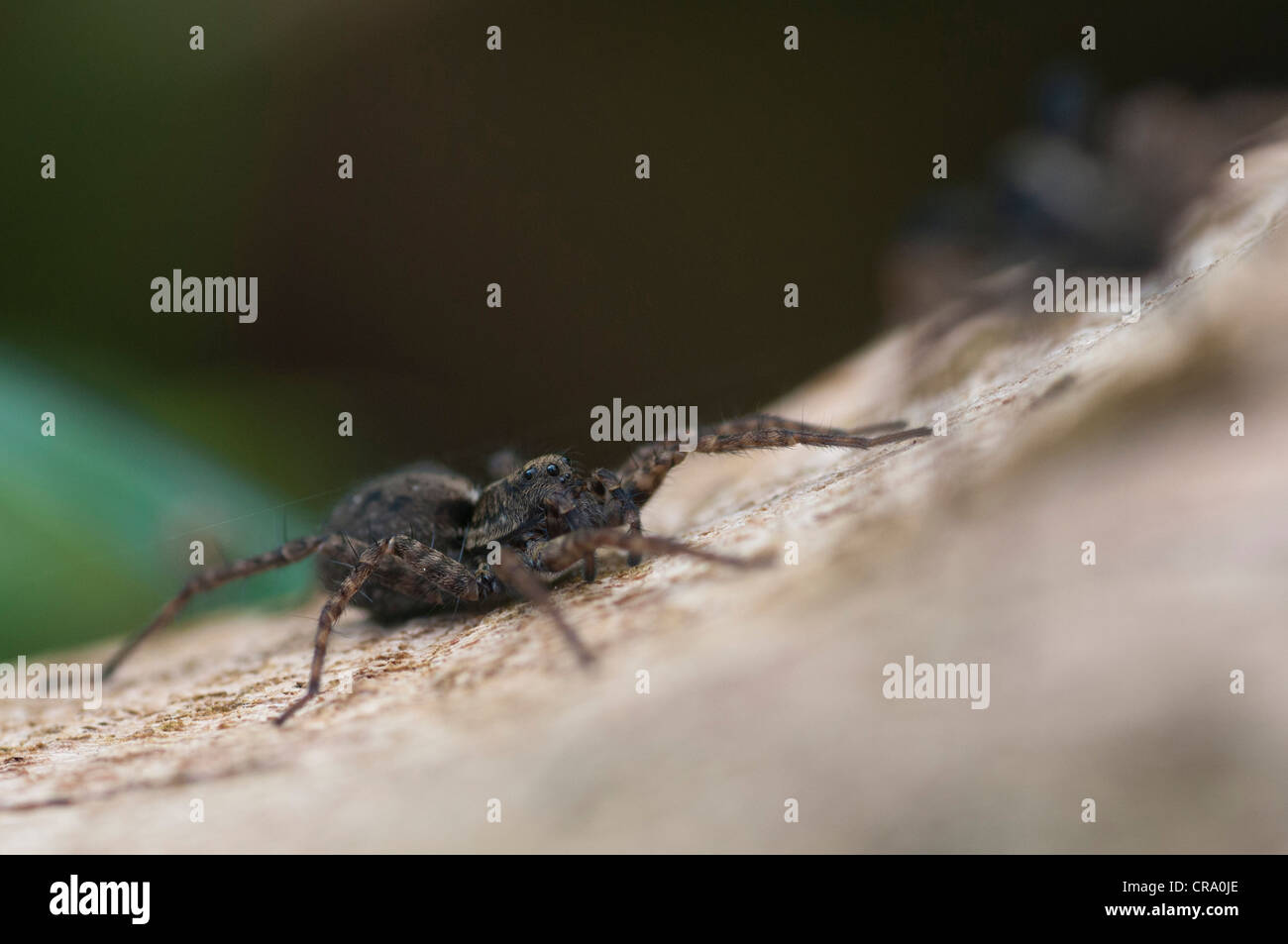 Wolf Spider (Pardosa lugubris) performing courtship ritual dance Stock ...