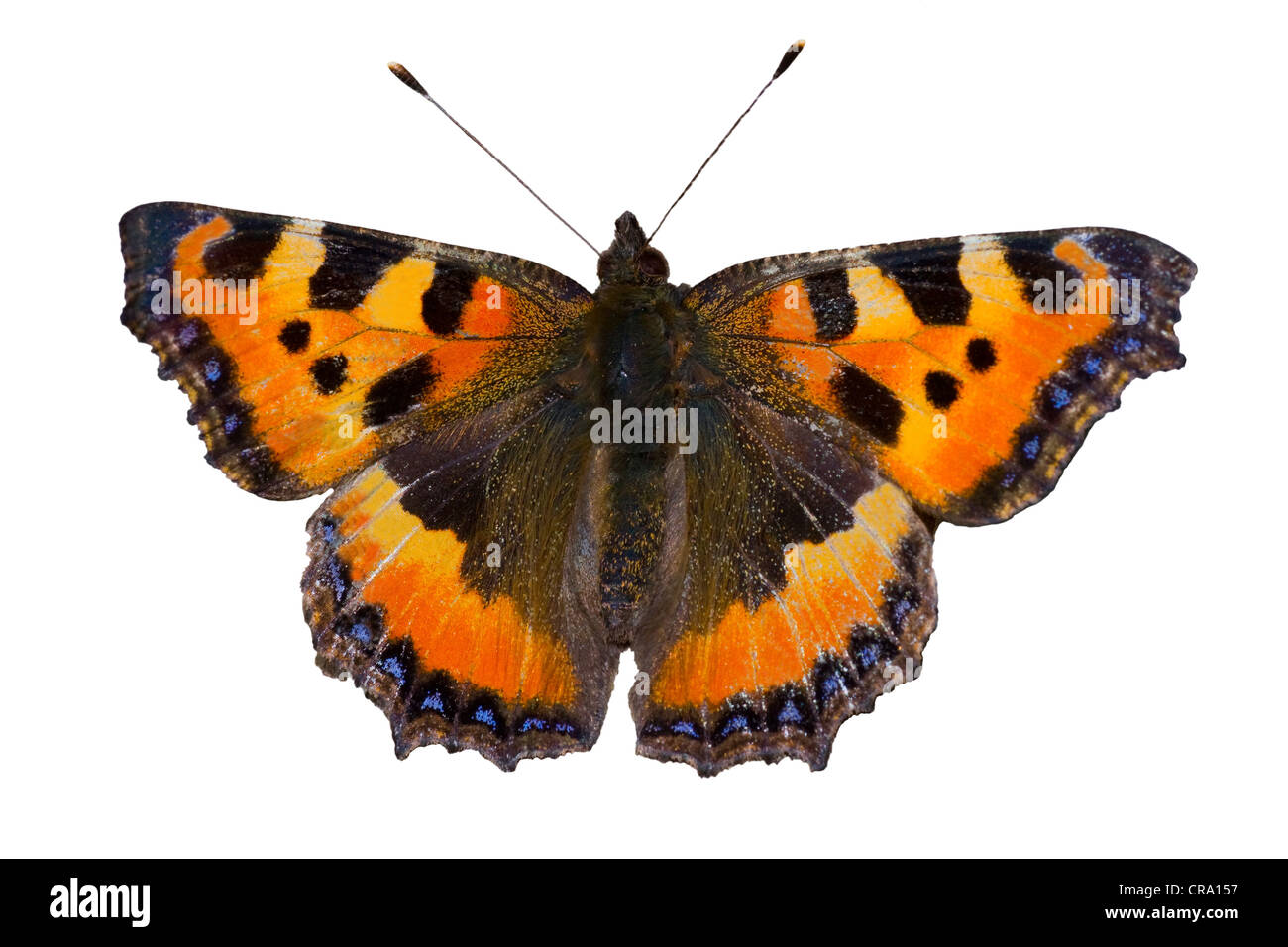 Small tortoiseshell butterfly hi-res stock photography and images - Alamy