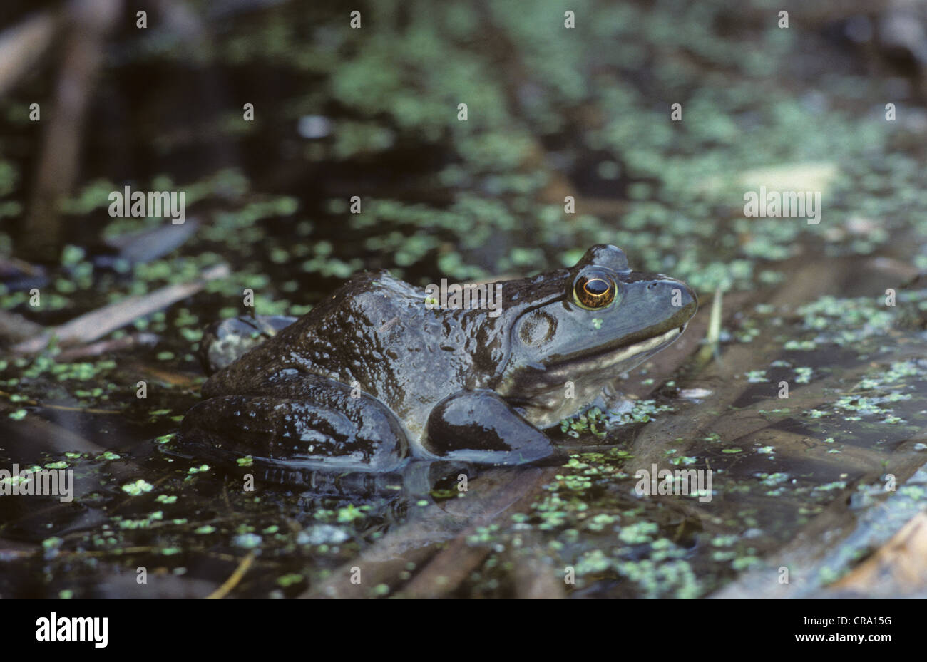 Bullfrog at pond edge. Canada Stock Photo - Alamy