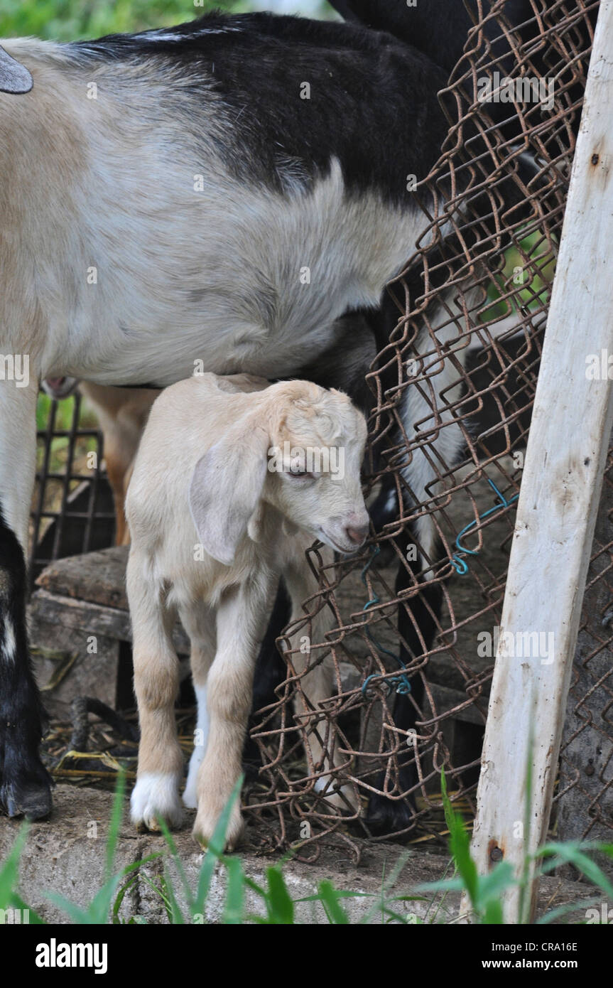 Goat taking care baby hi-res stock photography and images - Alamy