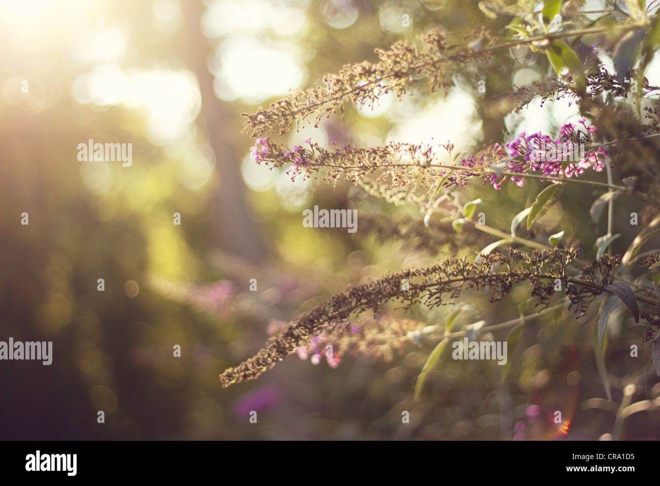 Spring flowers on light hi-res stock photography and images - Alamy