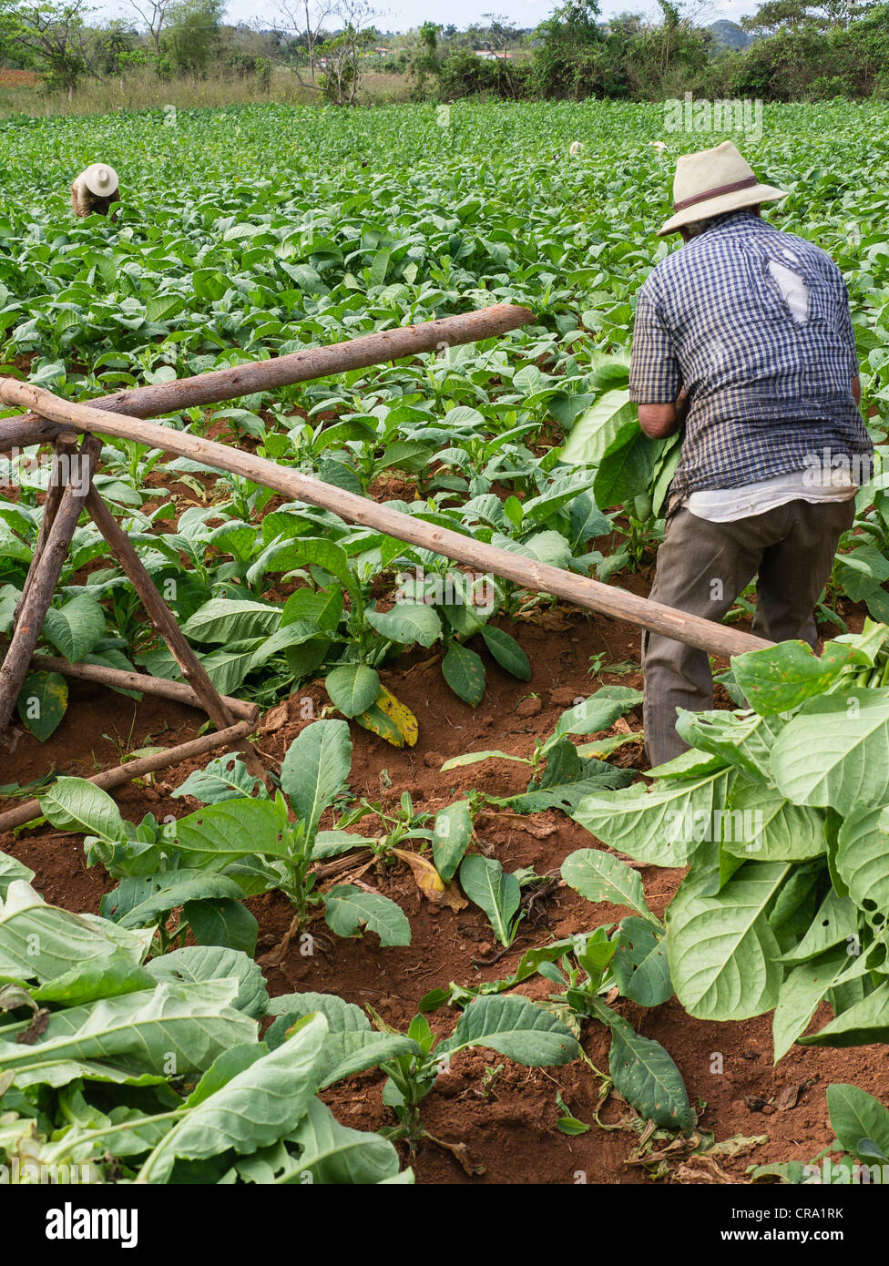Two elderly field hands pick tobacco in a farmer's field in Vinales ...