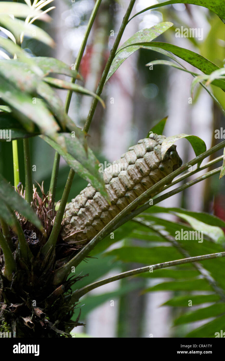 Zamia High Resolution Stock Photography and Images - Alamy