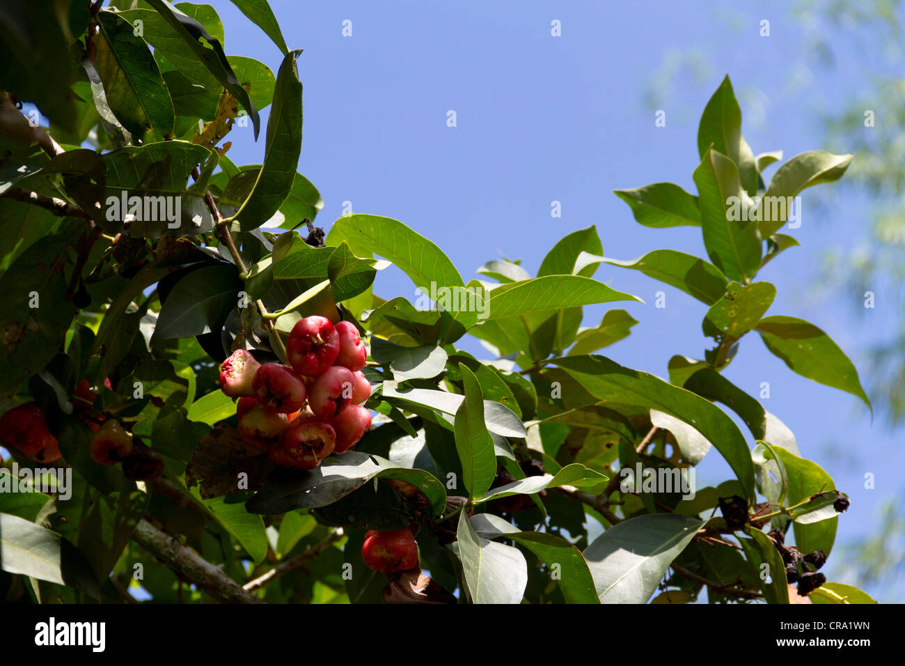 Syzygium samarangense hi-res stock photography and images - Alamy