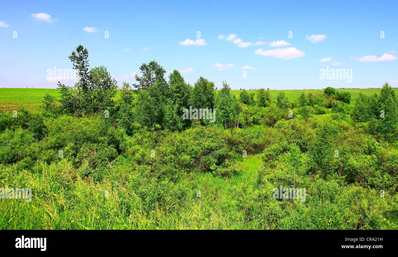 Forest. Group of trees and bushes. Nobody Stock Photo - Alamy