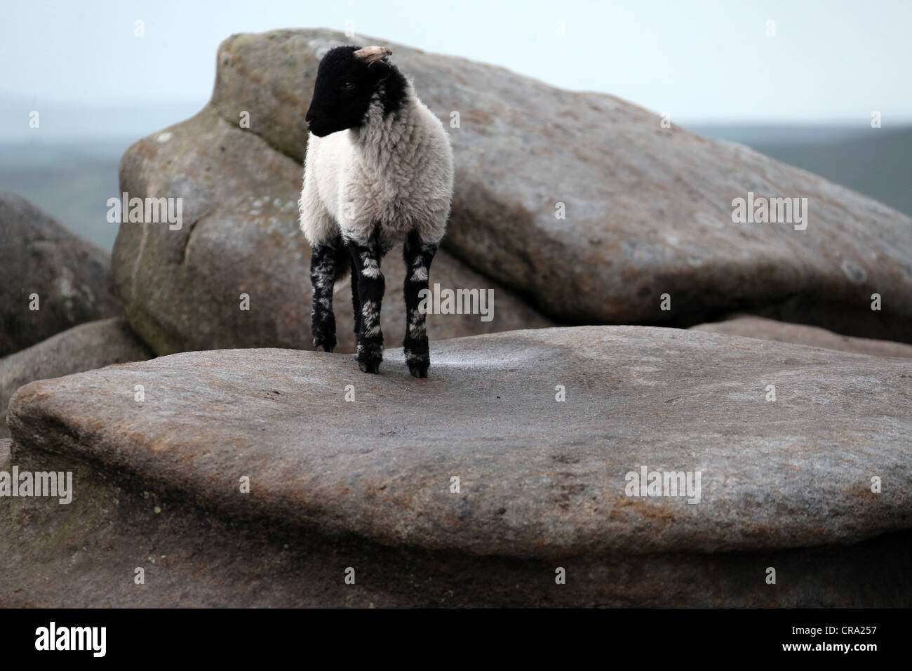 Sheep on Kinder Scout in the Peak District National Park Stock Photo ...