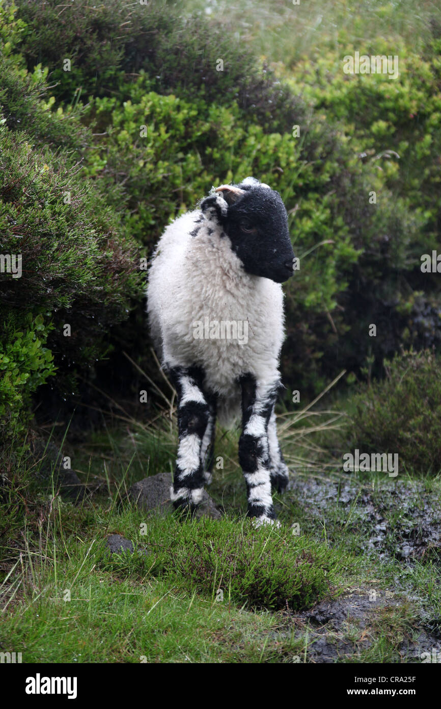 Cute baby lamb standing alone hi-res stock photography and images - Alamy