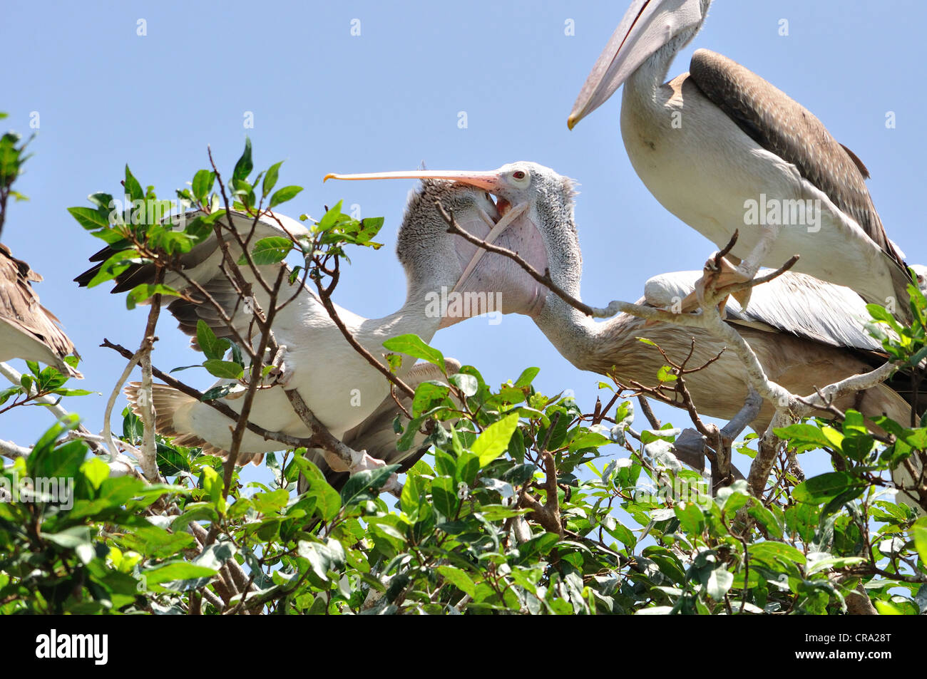 Pelican feeding hi-res stock photography and images - Alamy