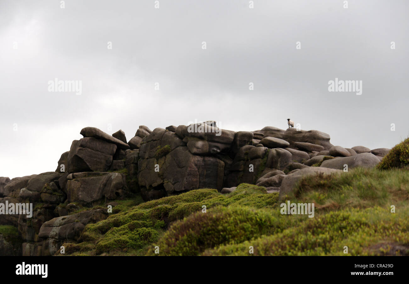 Derbyshire gritstone sheep hi-res stock photography and images - Alamy