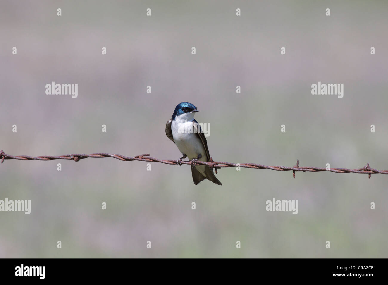 American swallow hi-res stock photography and images - Alamy