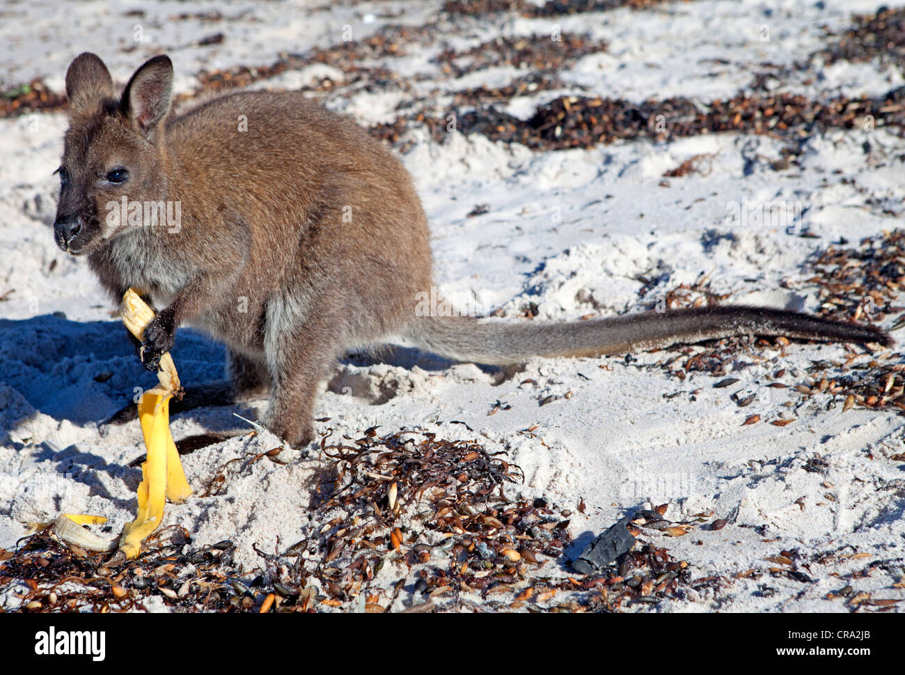 Bennetts wallaby eating a banana skin left by a walker on Wineglass Bay ...