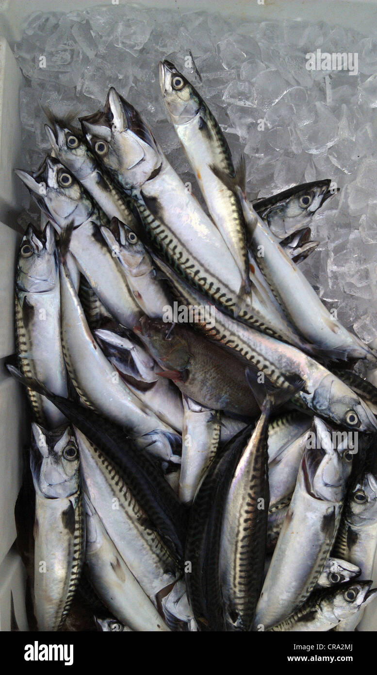 Still Life Photograph of a Fresh Catch of Many Fresh Mackerel Fish on a ...