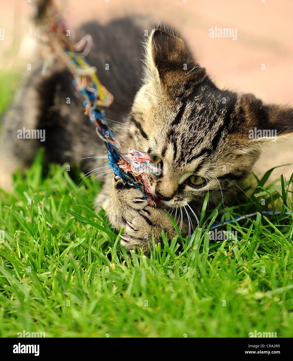 Cat playing with string hi-res stock photography and images - Alamy