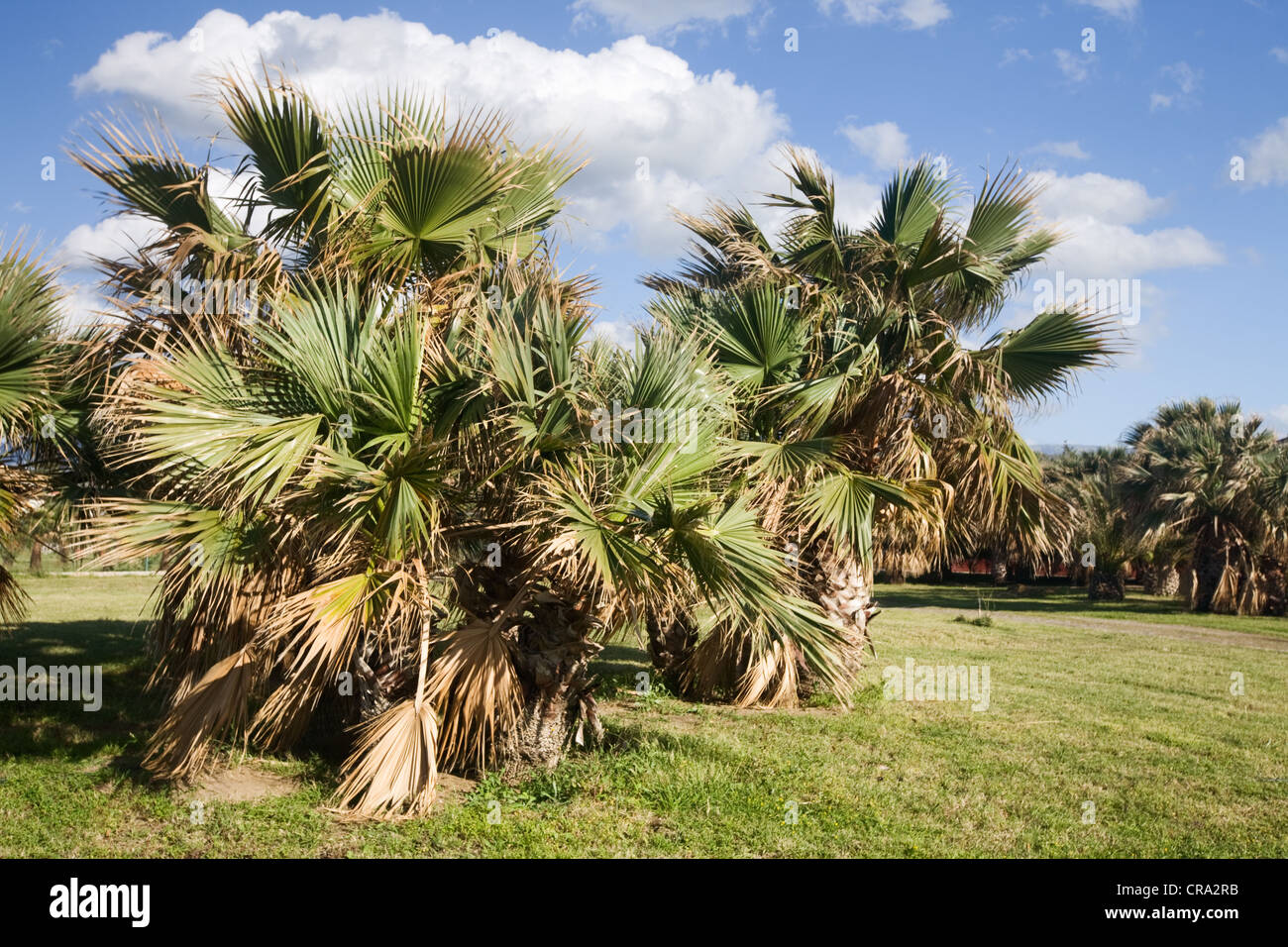 Fan palm trees hi-res stock photography and images - Alamy