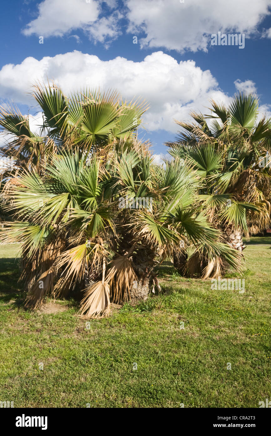 Group of fan palm trees hi-res stock photography and images - Alamy