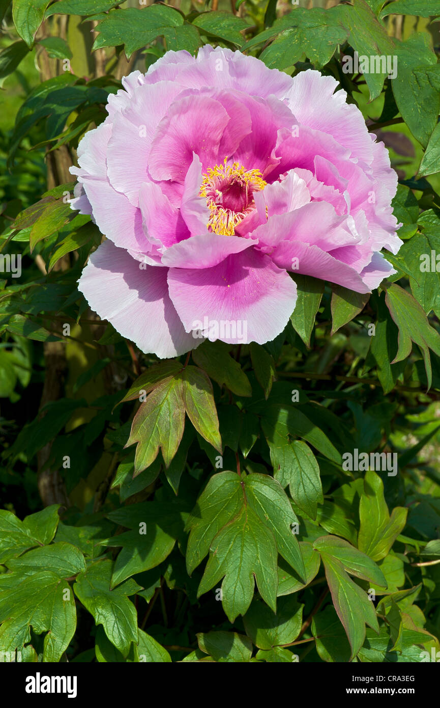 Tree Peony Flower High Resolution Stock Photography and Images - Alamy