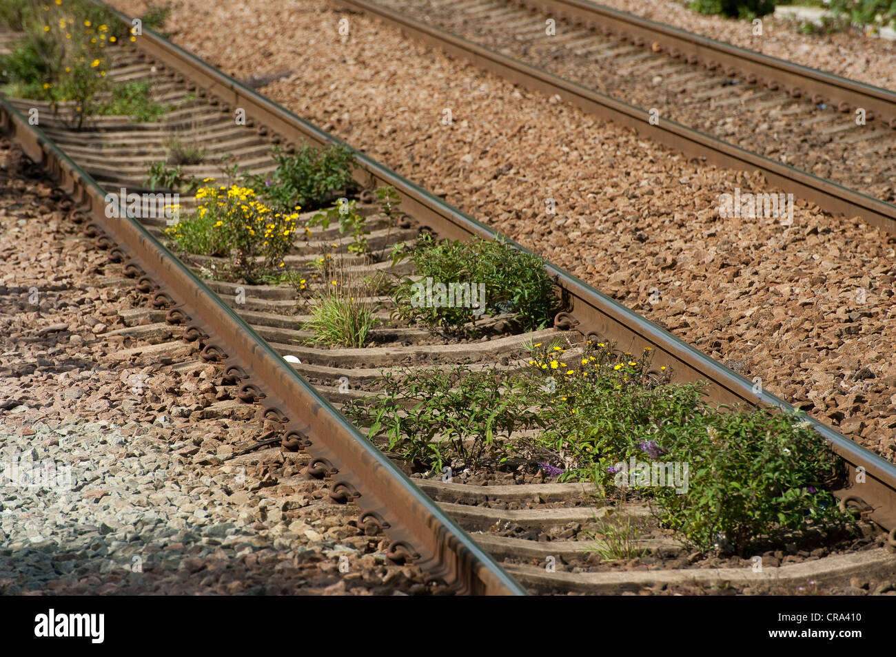 Weeds and vegetation growing through sleepers on a railway track in ...