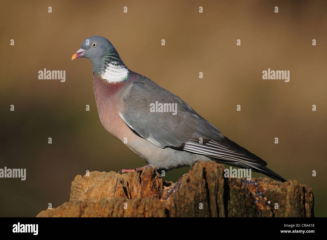 A woodpigeon pigeon standing on a log UK Stock Photo - Alamy