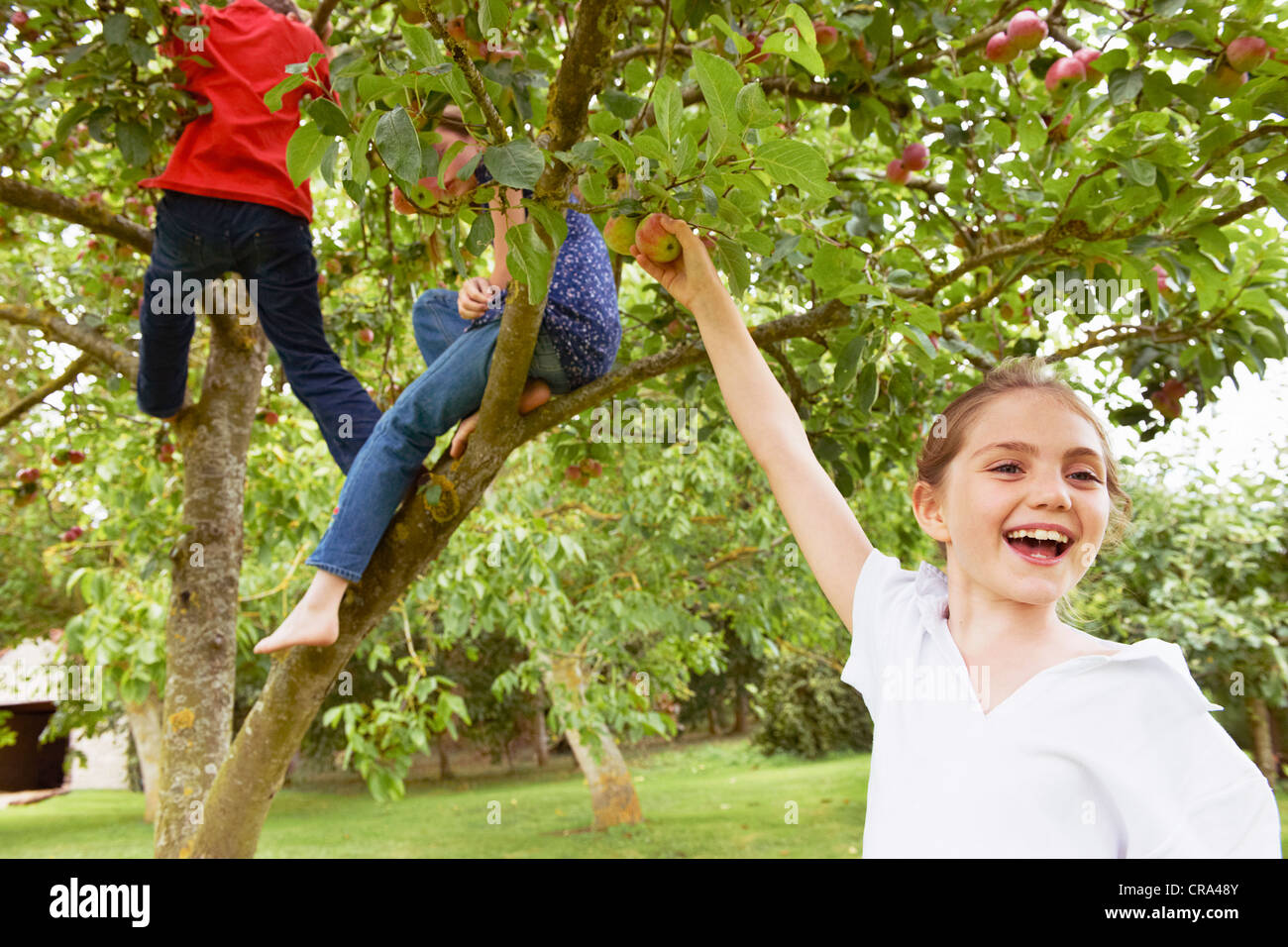 Children playing in fruit tree in meadow Stock Photo - Alamy