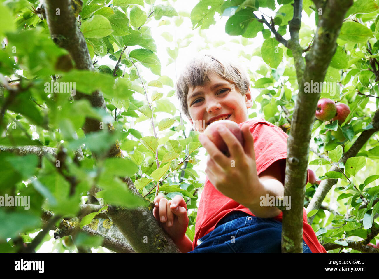 Smiling boy picking fruit in tree Stock Photo - Alamy
